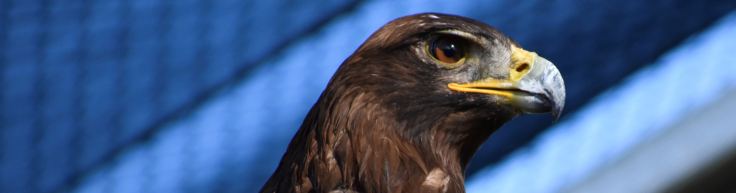 Environment, Biodiversity, & Climate Action - Avangrid