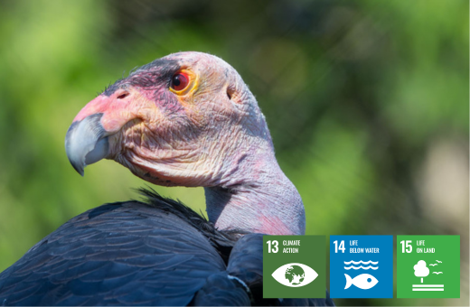 Environment, Biodiversity, & Climate Action - Avangrid